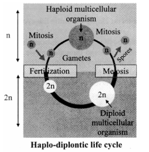 Notes-Class-11-Science-Biology-Chapter-3-Kingdom Plantae-Maharashtra ...