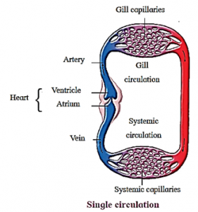 Notes-Part-1-Class-12-Biology-Chapter-8-Respiration and Circulation ...