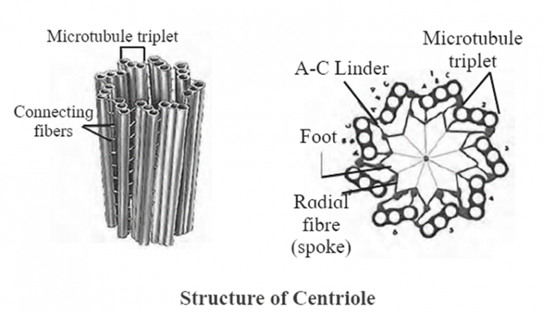 Notes-Class-11-Science-Biology-Chapter-5-Cell Structure and ...