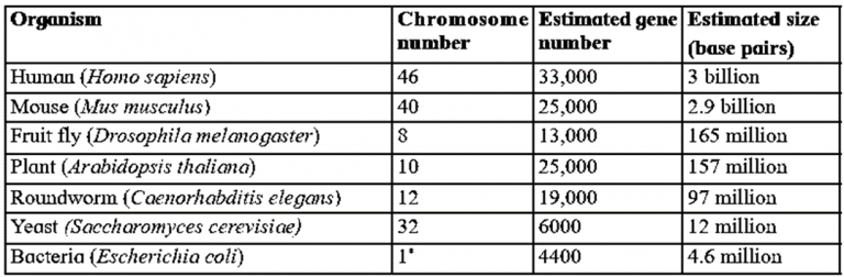 Notes-Part-2-Class-12-Biology-Chapter-4-Molecular Basis of Inheritance ...