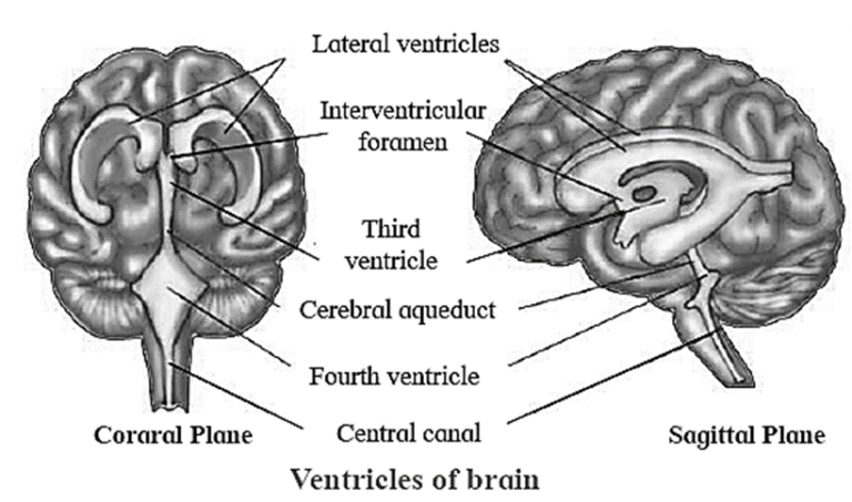 Notes-Part-1-Class-12-Biology-Chapter-9-Control and Coordination ...