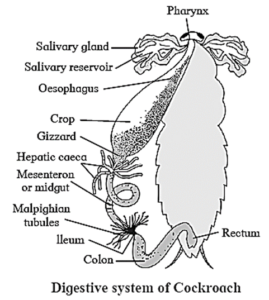 Solution-Class-11-Science-Biology-Chapter-11-Study of Animal Type ...
