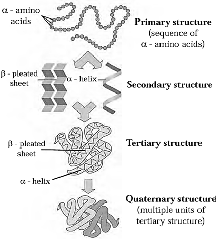 Notes-Part-2-Class-12-Chemistry-Chapter-14-Biomolecules-Maharashtra ...