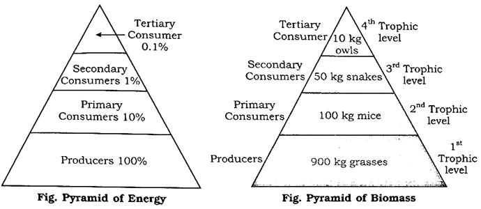 Solutions-Class-12-Biology-Chapter-14-Ecosystems and Energy Flow ...
