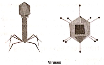 Notes-NCERT-Class-8-Science-Chapter-2-Microorganisms: Friend and Foe ...