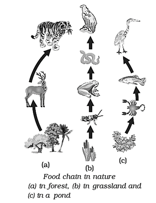 Notes-NCERT-Class-10-Science-Chapter-13-Our Environment-CBSE - Digital ...