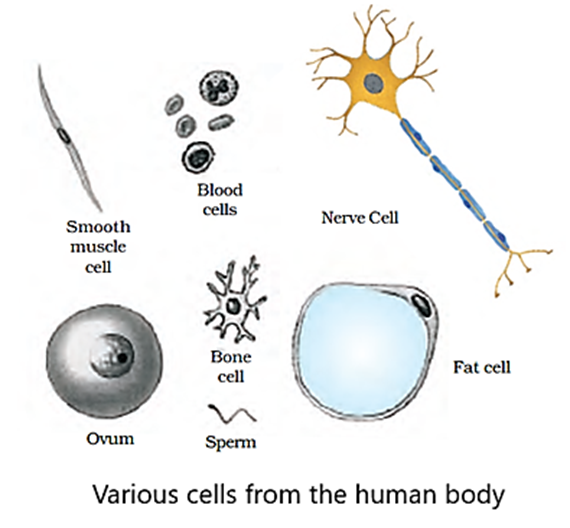 Notes-NCERT-Class-9-Science-Chapter-5-The Fundamental Unit of Life-CBSE ...