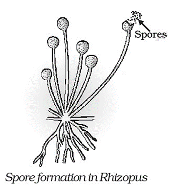 Notes-NCERT-Class-10-Science-Chapter-7-How do Organisms Reproduce?-CBSE ...