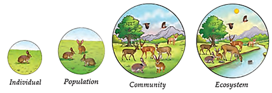 Notes-NCERT-Class-8-Science-Curiosity-Chapter-12-How Nature Works in ...